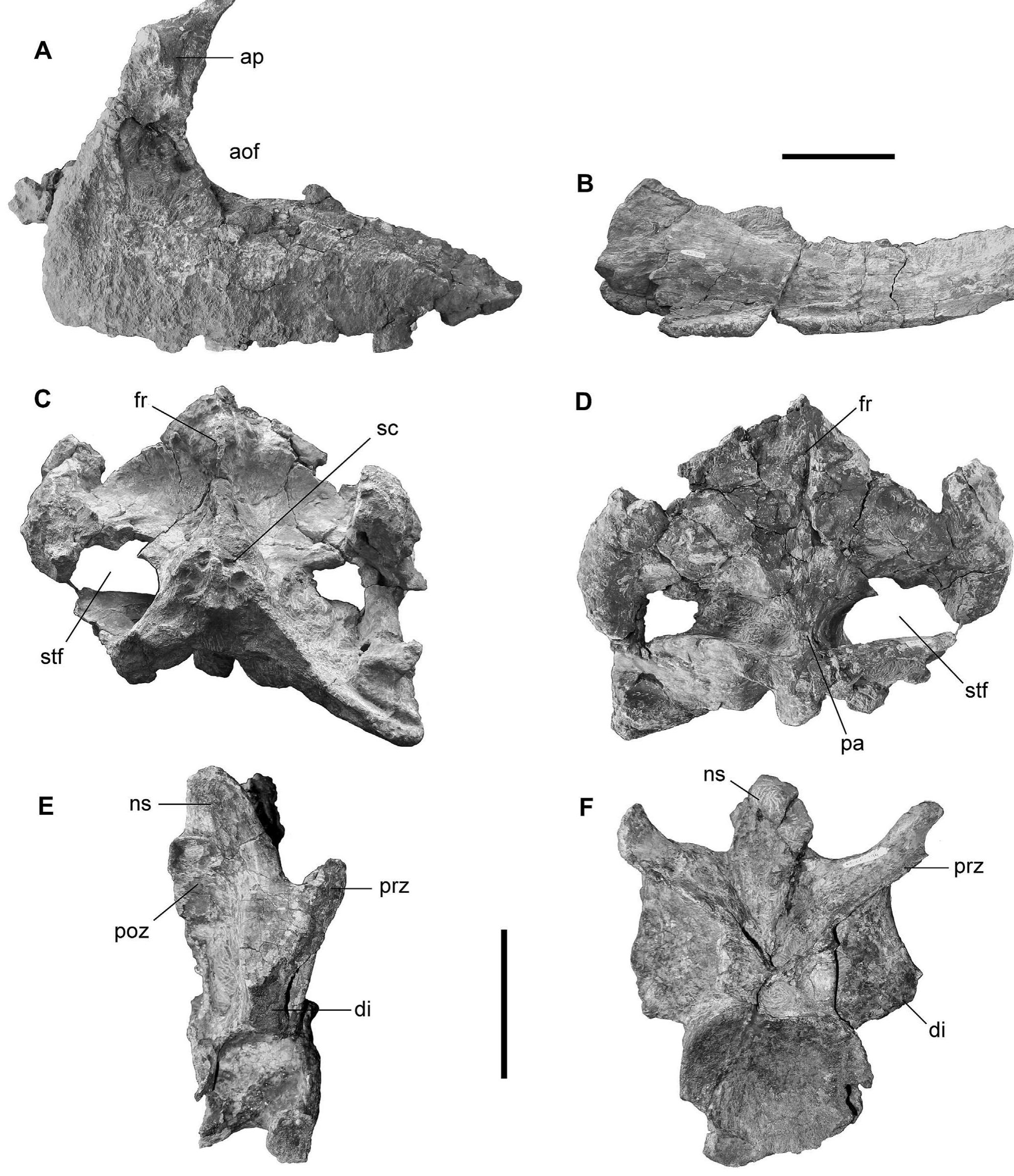 Selected bones of ekrixinatosaurus novasi (mupv-294,