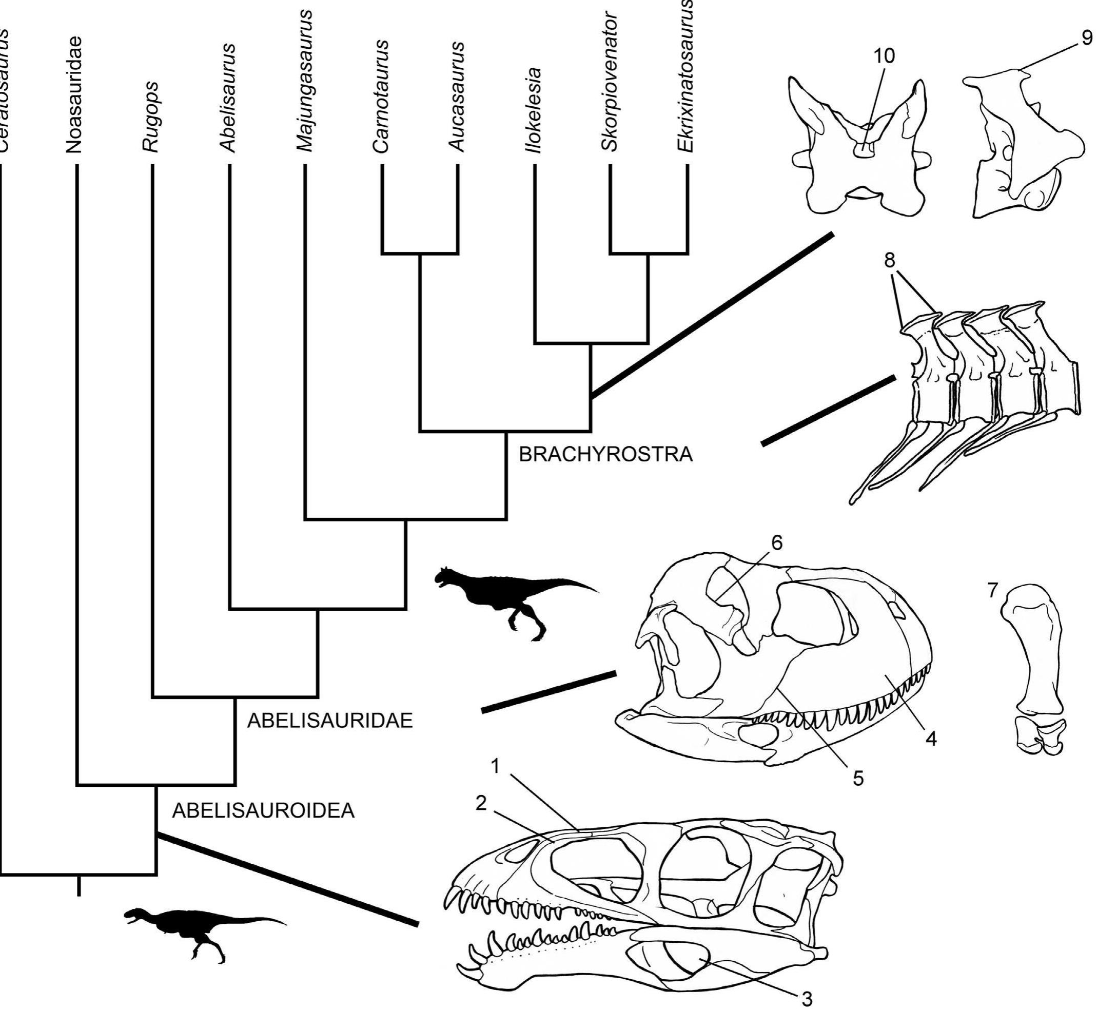 Time calibrated phylogenetic tree showing the relationships