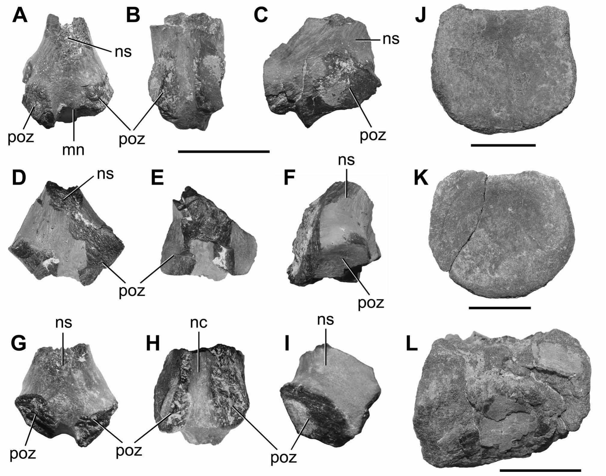 Caudal vertebrae of austrocheirus isasii. neural arches in