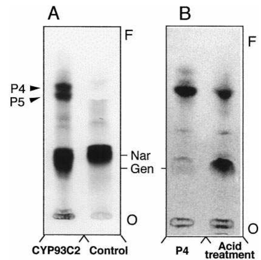 Tlc autoradiograms of the reaction products from (25)-