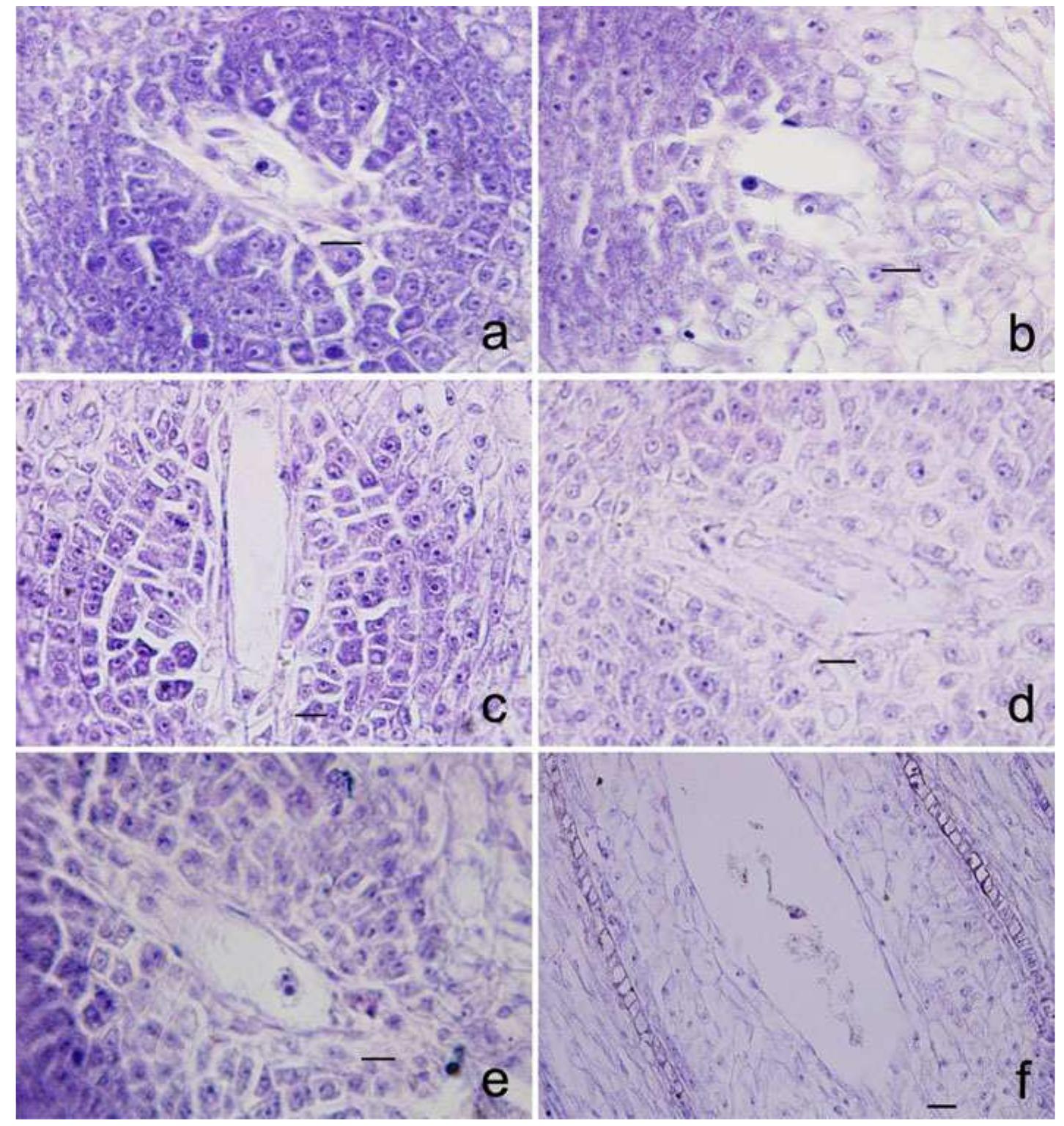 Developmental stages of embryo sac in p. x euramericana