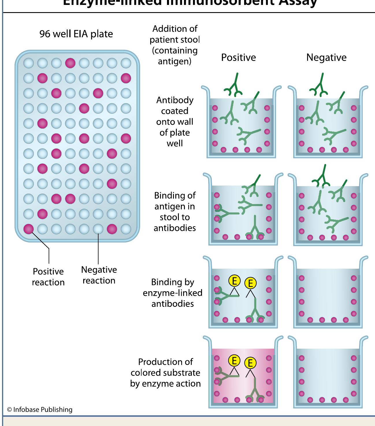 3 the enzyme-linked immunosorbent assay (eia) test is used