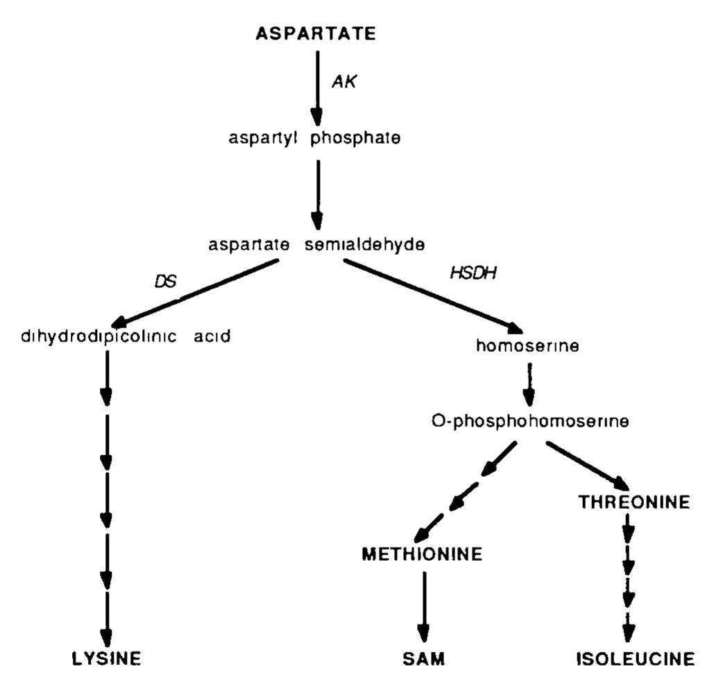 Biosynthesis of the aspartate family of amino acids in