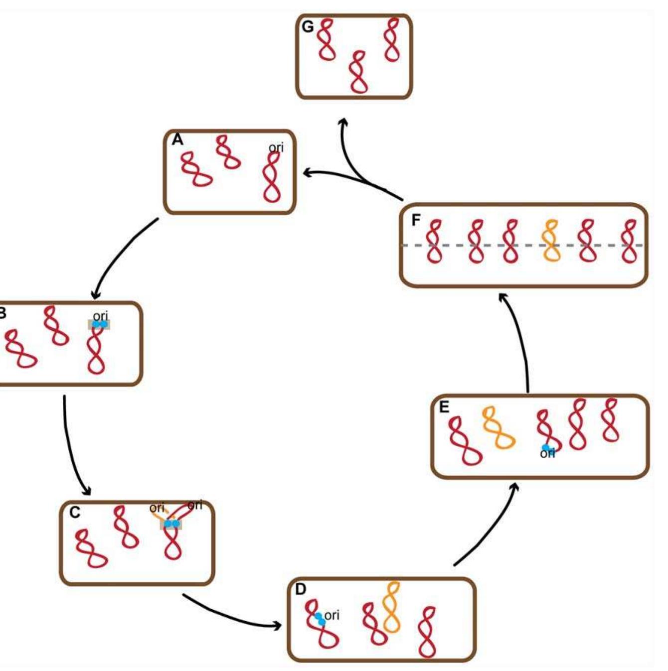 Model of chromosome replication and segregation in the