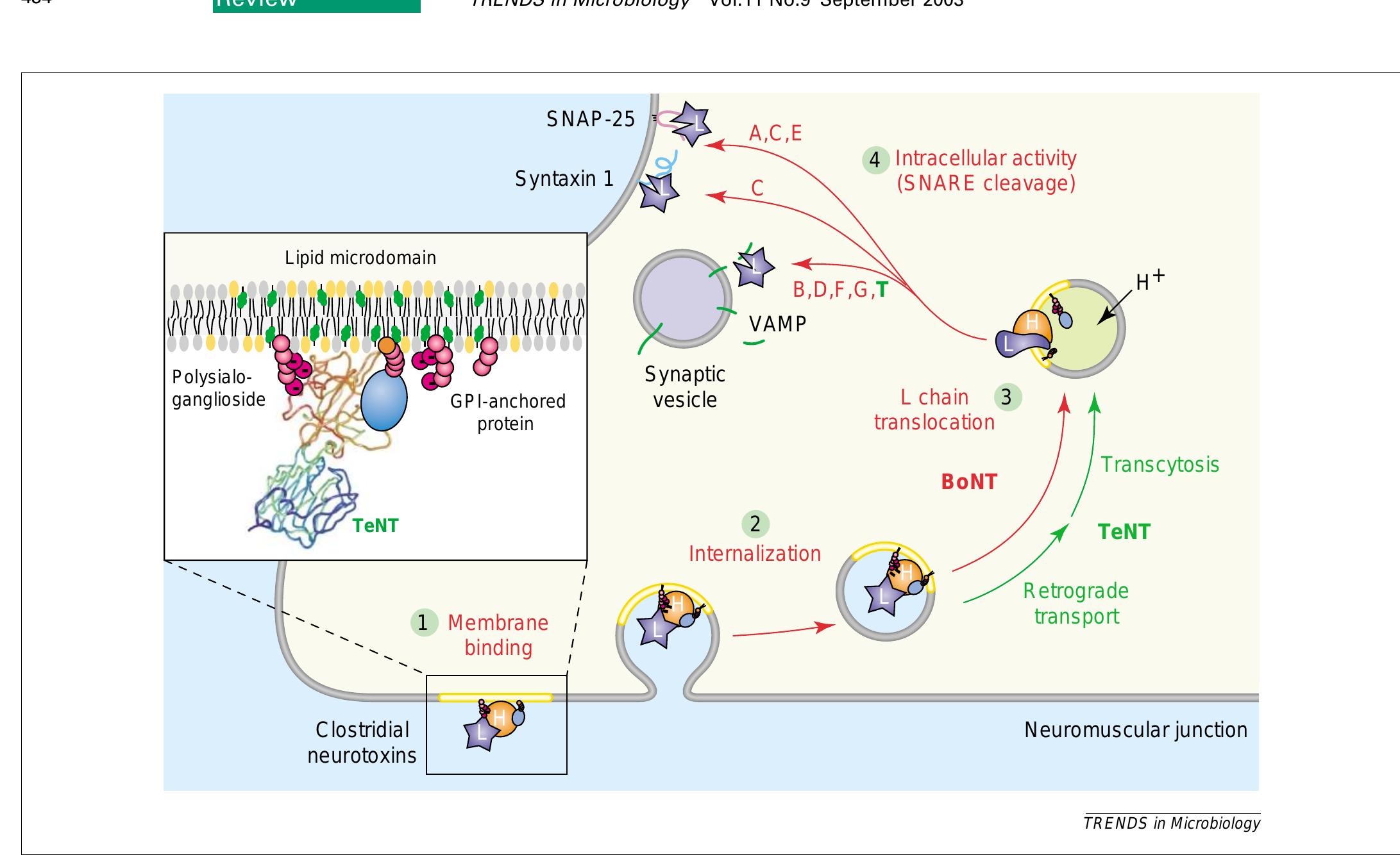 The four-step cellular mechanism of action of clostridial