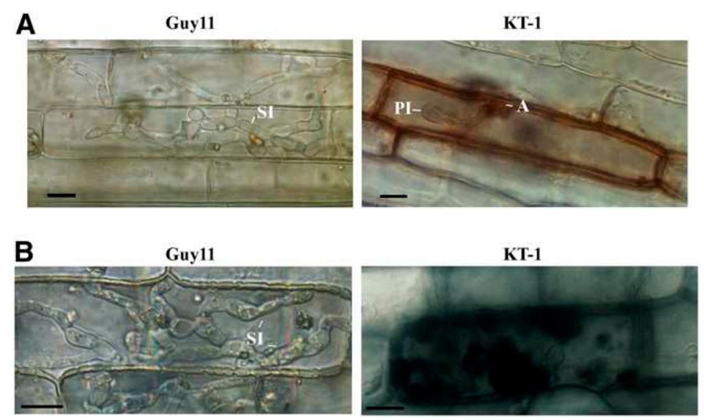 Penetration assays with rice leaf sheath epidermal cells. to