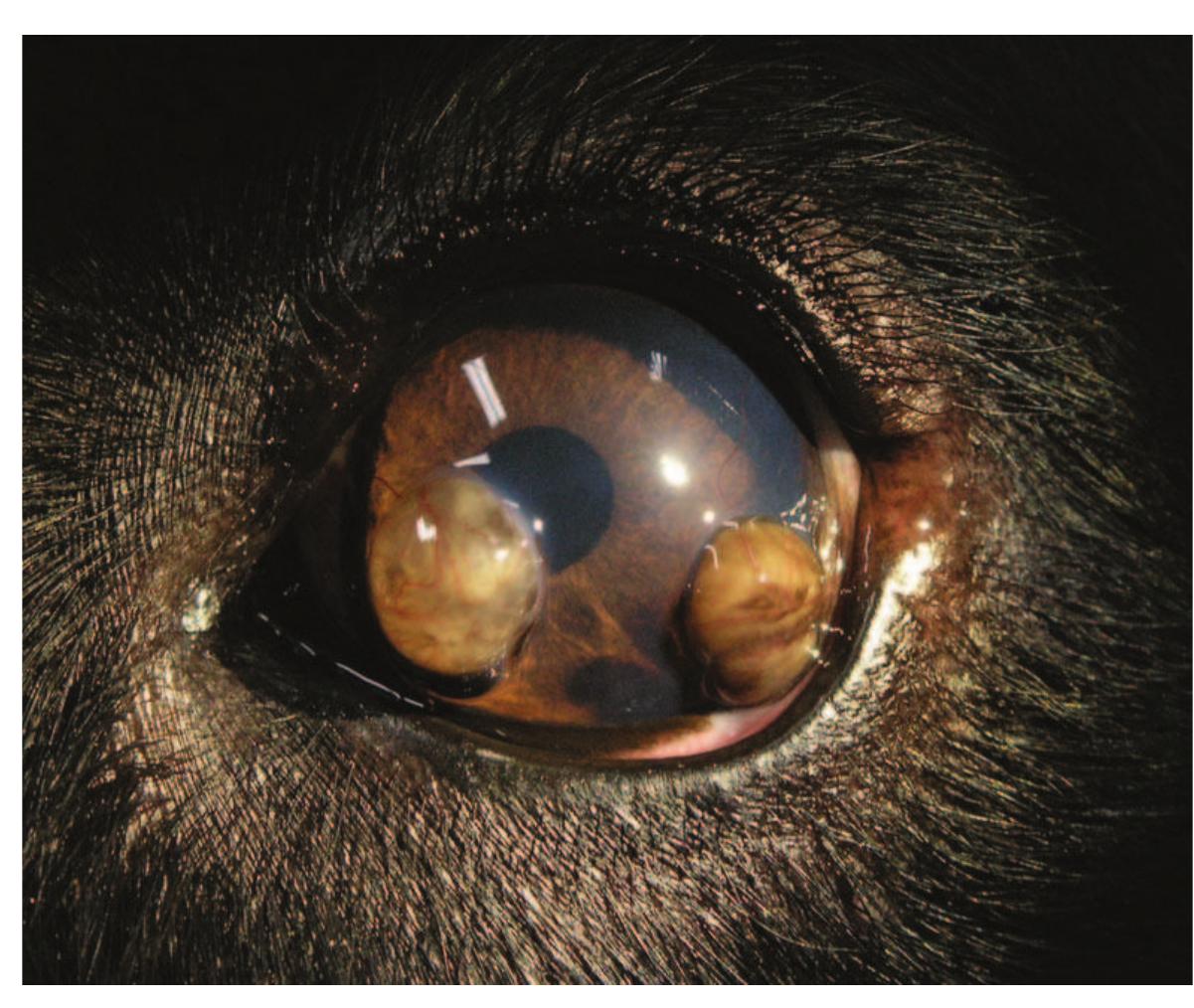 Appearance of the left eye of three-year-old labrador cross
