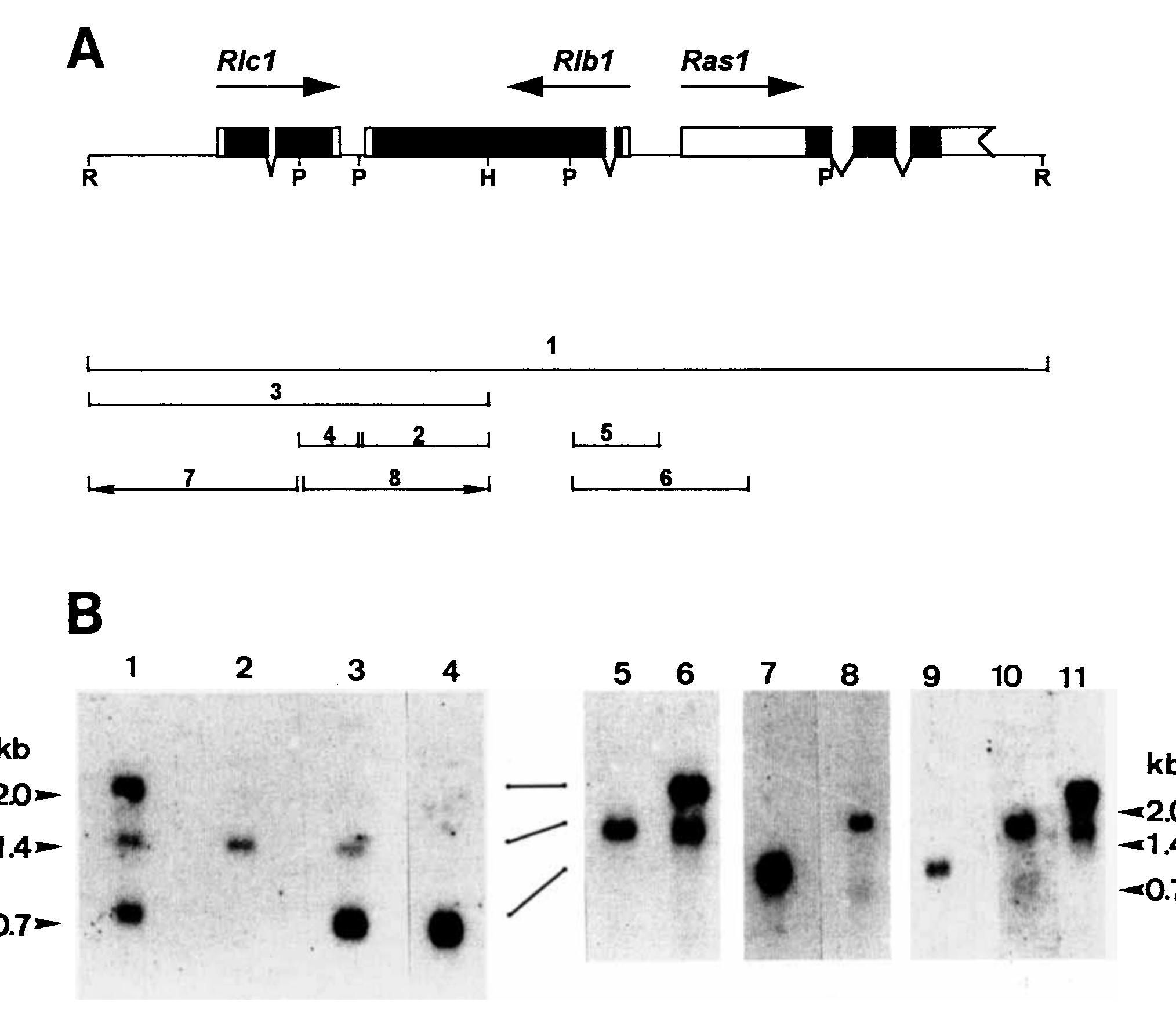 Transcription map of the ras? region. a: schematic represen-