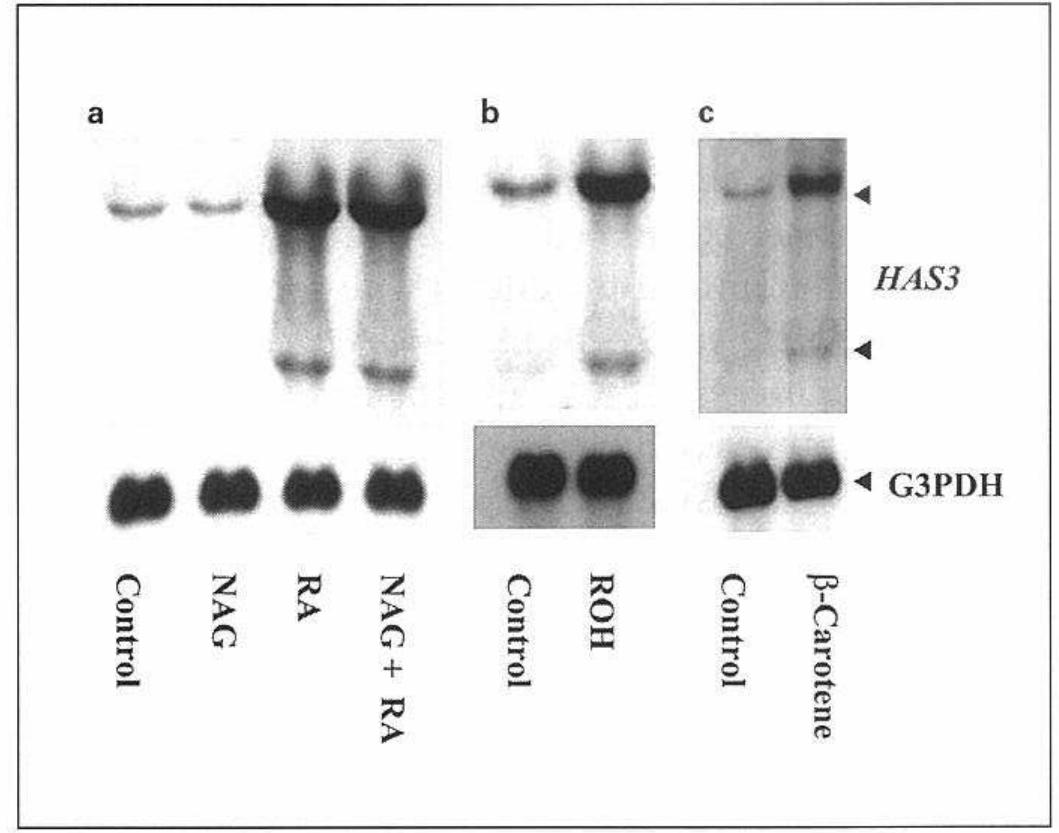 Effects of nag and retinoids on the expression of has3 mrna