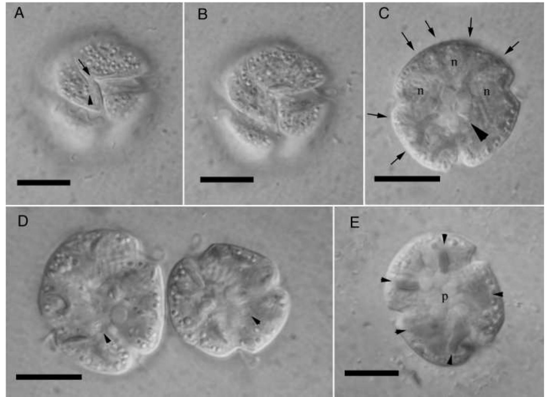 Fic. 2. light micrographs of takayama tasmanica (clonal
