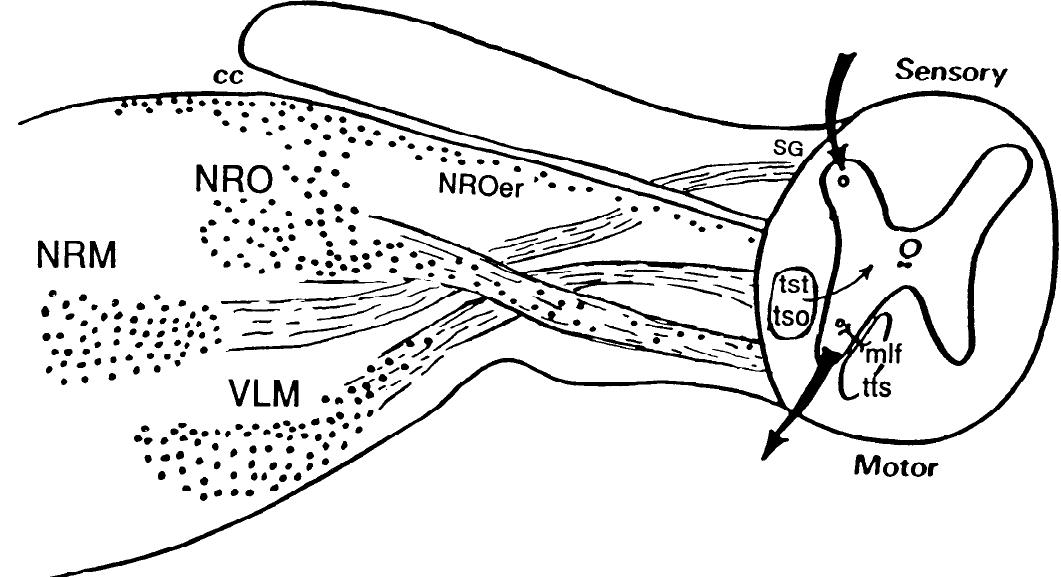 Schematic drawing of sagittal section showing descending