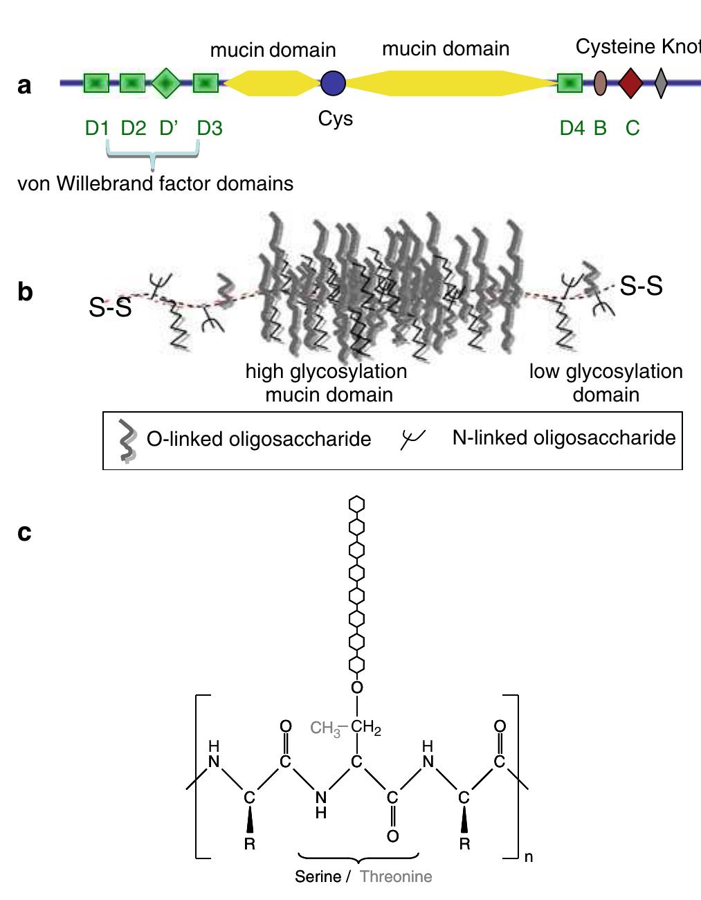 Schematic of salivary mucin structure: a the entire mucin