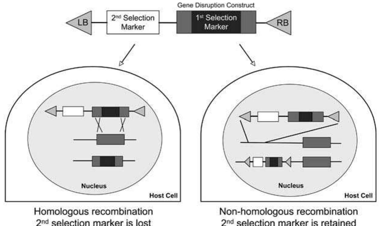 3. targeted gene disruption using two-marker selection. a