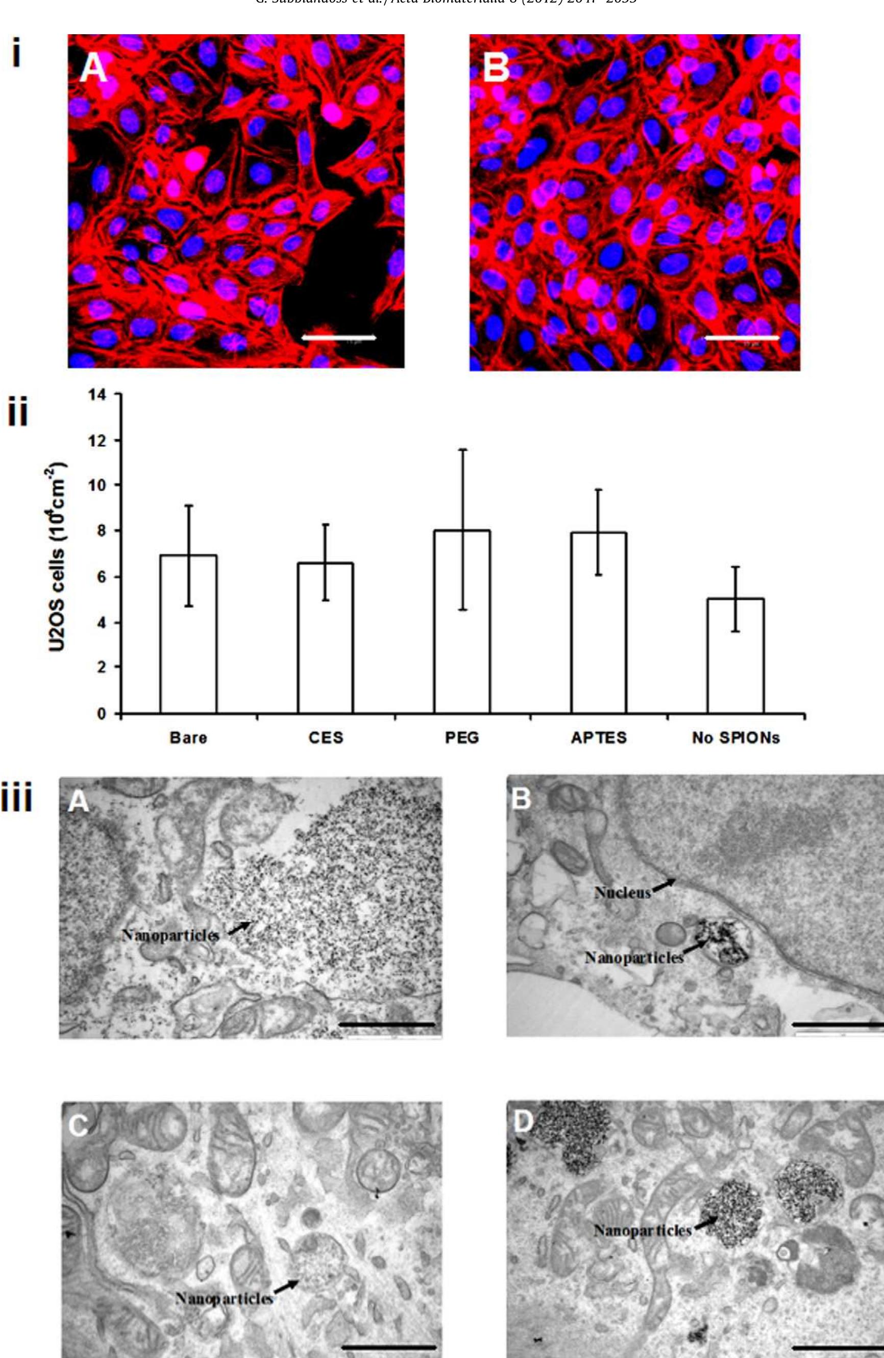 (i) confocal laser scanning microscopy images of u20s cells