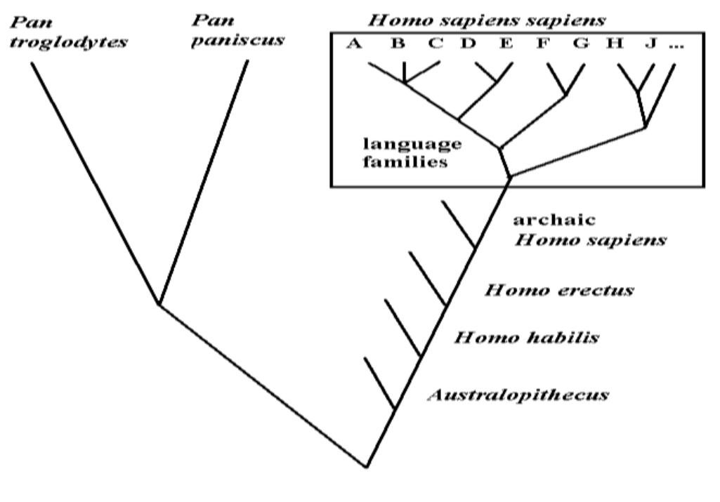 Hybrid schematic family tree of human evolution and the