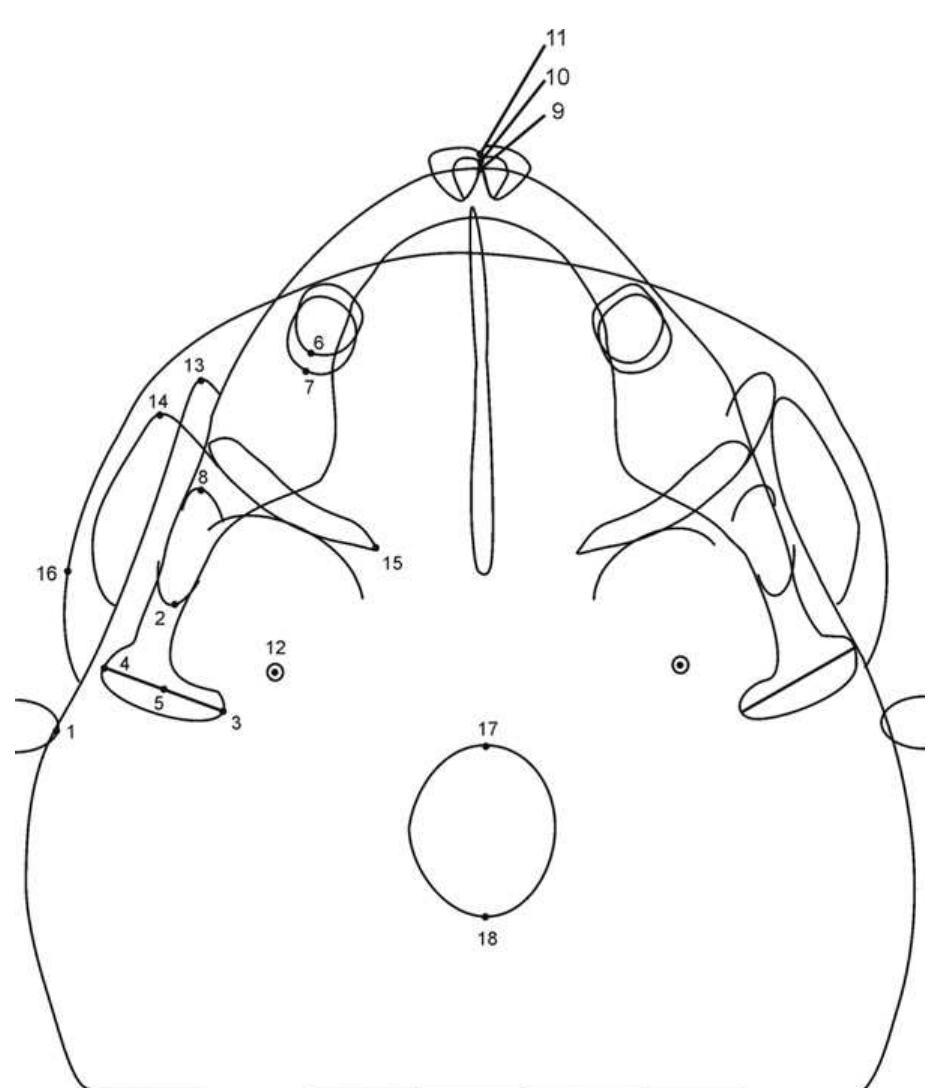 Structures and landmarks of smv radiograph: 7, metallic ear