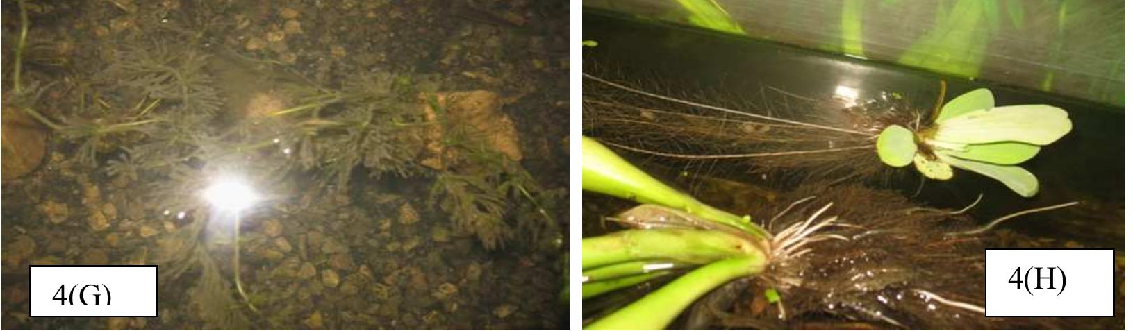 H: floating aquatic plant fig. 4g: submerged plants photo