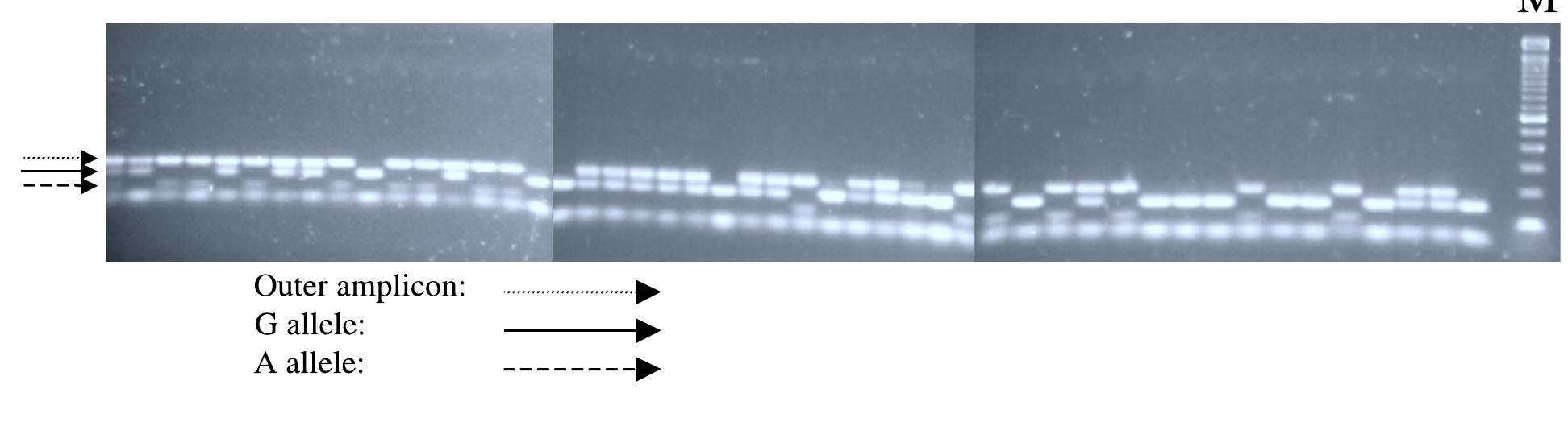 Agarose gel electrophoresis of 48 barley varieties typed by