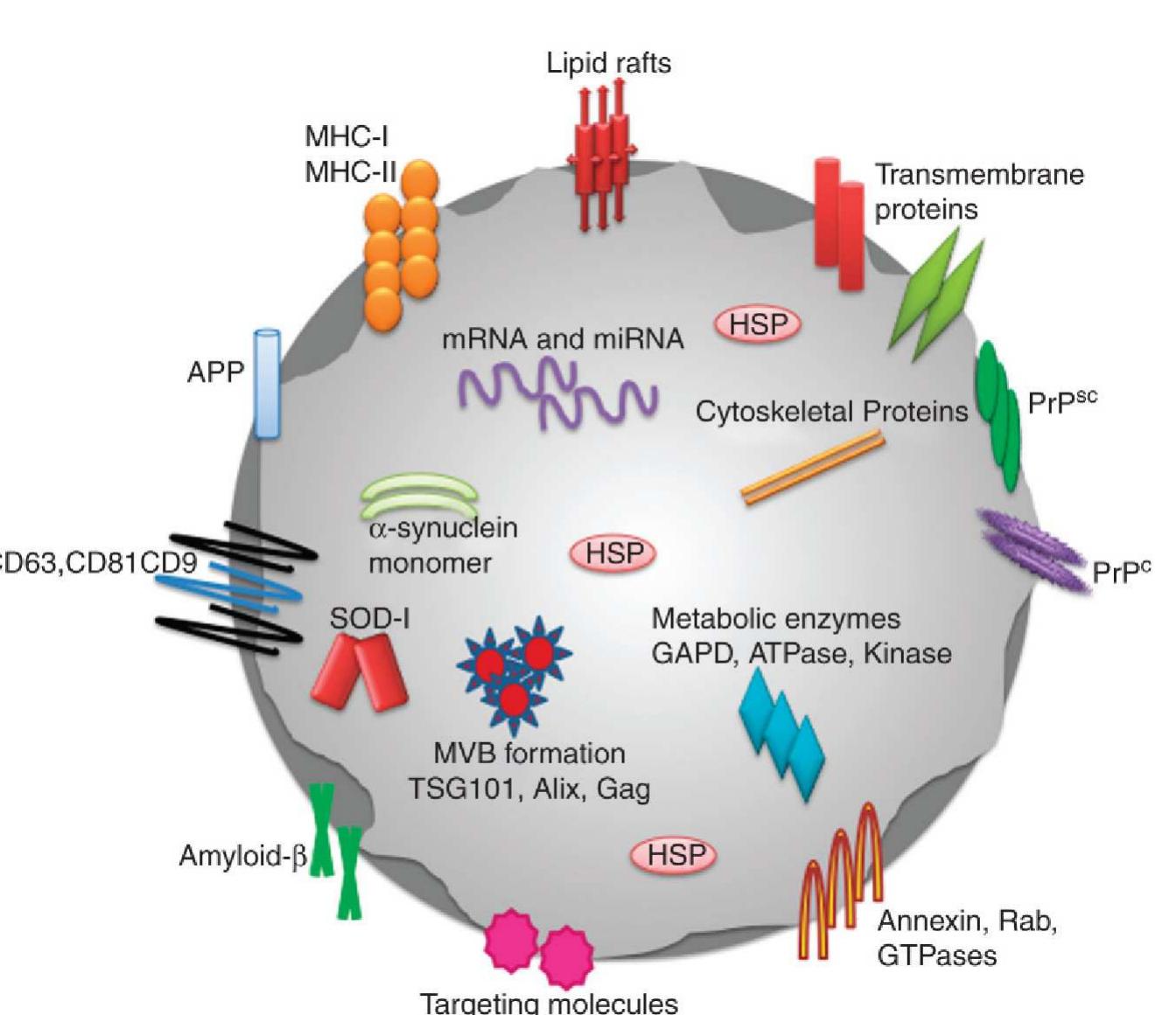 ‘igure 3.2 structure of an exosome. exosomes are ultra-small
