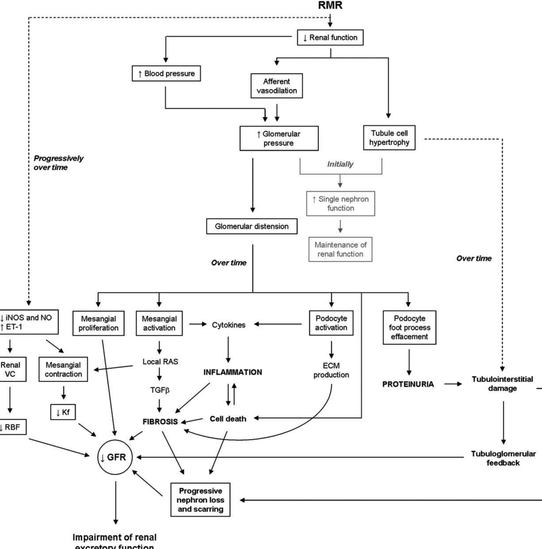 Schematic representation of the key pathophysiological