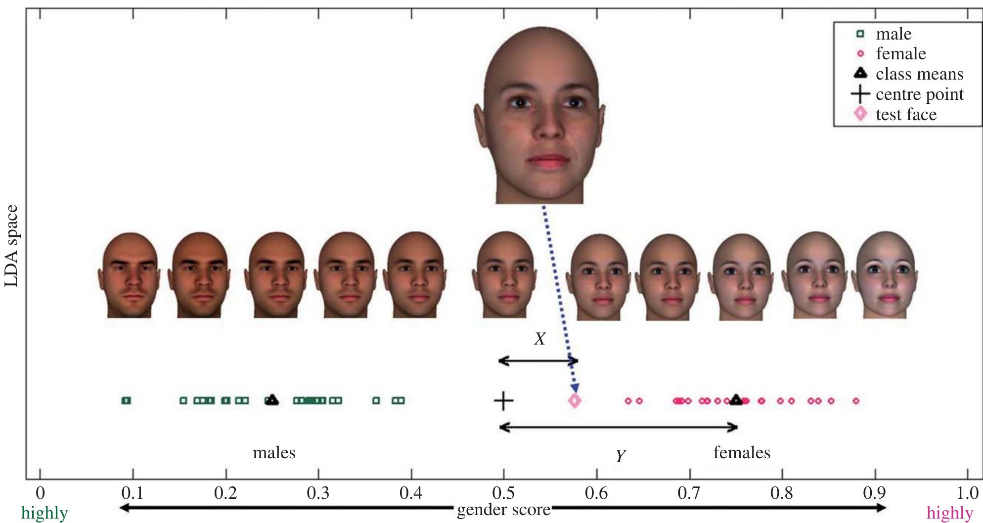 Creation of the ‘gender score’ for each face. the selected