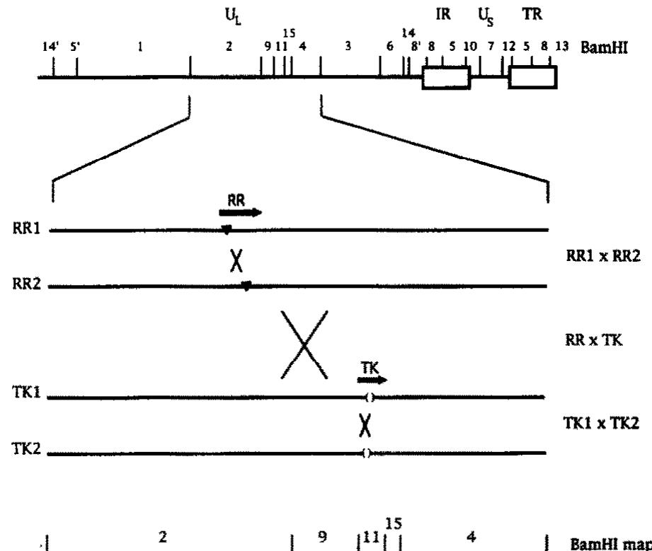 Physical map of the genome of pseudorabies virus (upper