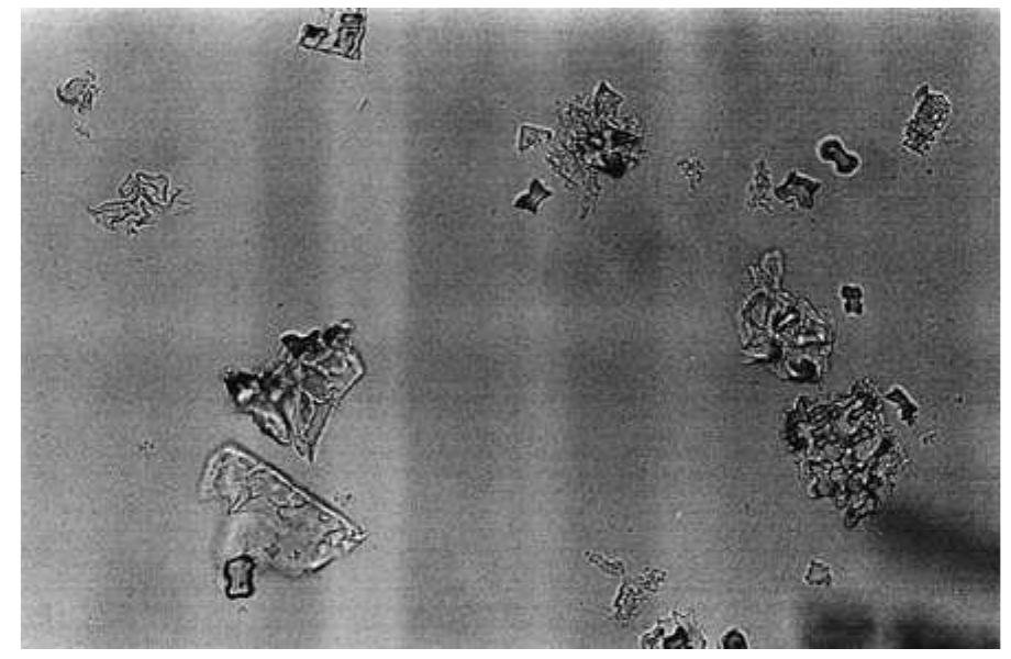 Example of a dry ashed sample, showing disarticulated short