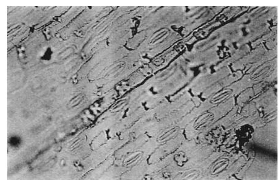 Examples of a dry ashed sample, showing clear sheets of