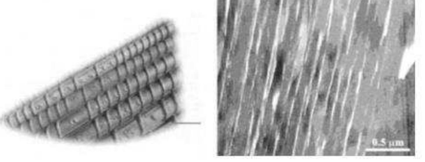 Nanostructure modified steel reinforcement — tem picture
