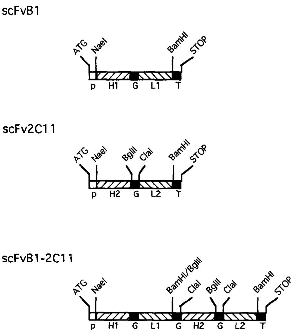 Diagram of the pqe expression vector inserts. restric- tion