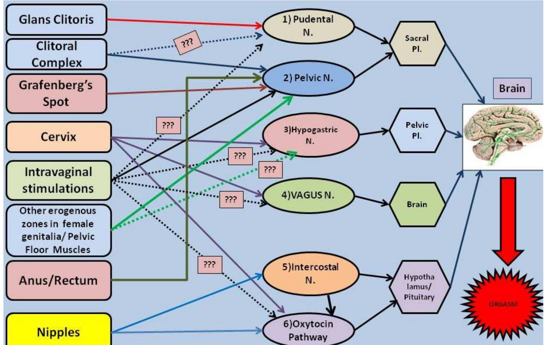 Four nerve and six pathway theory of female orgasm. in most