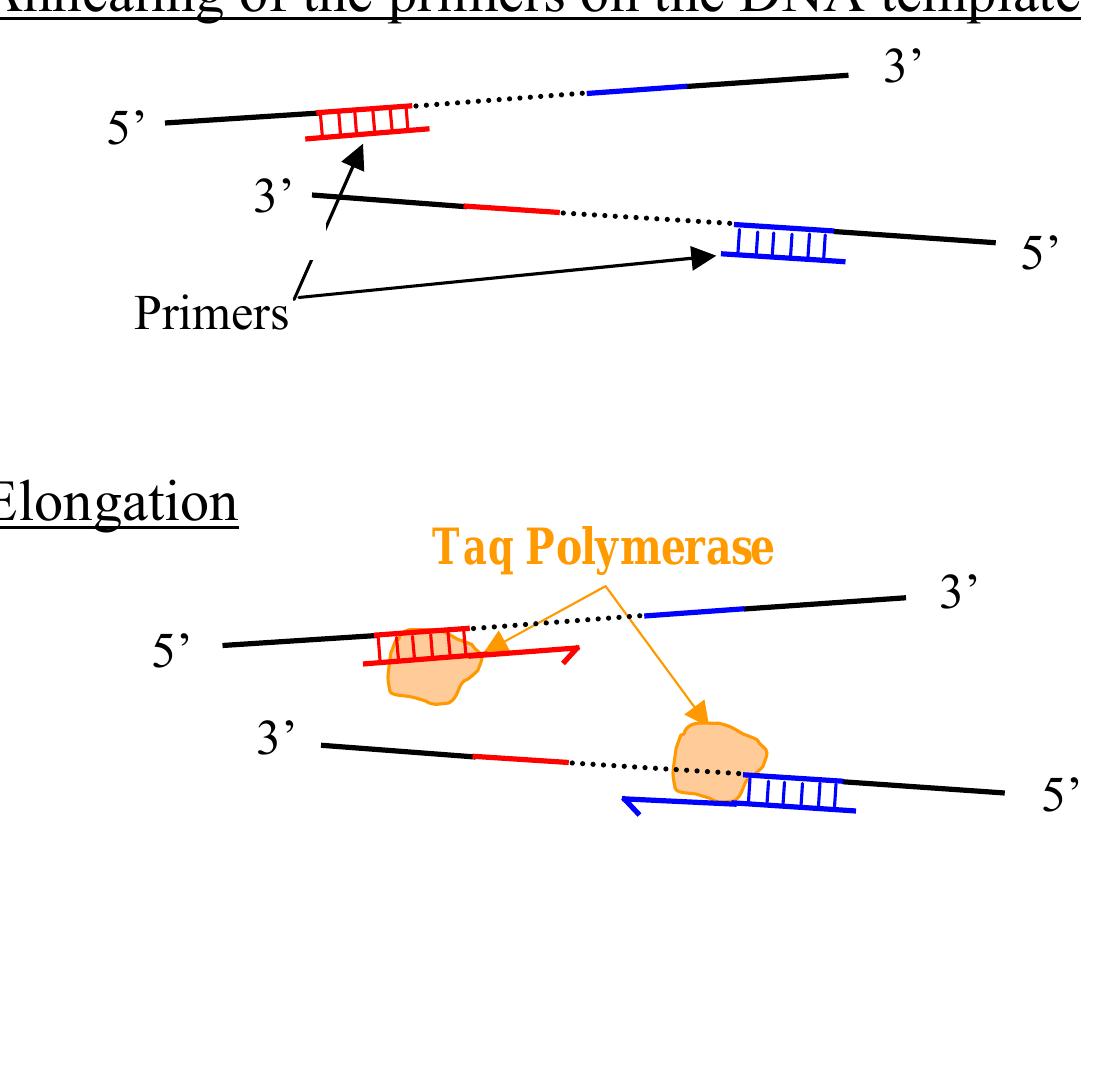 Figure 4 - AFLP: Principle and Application
