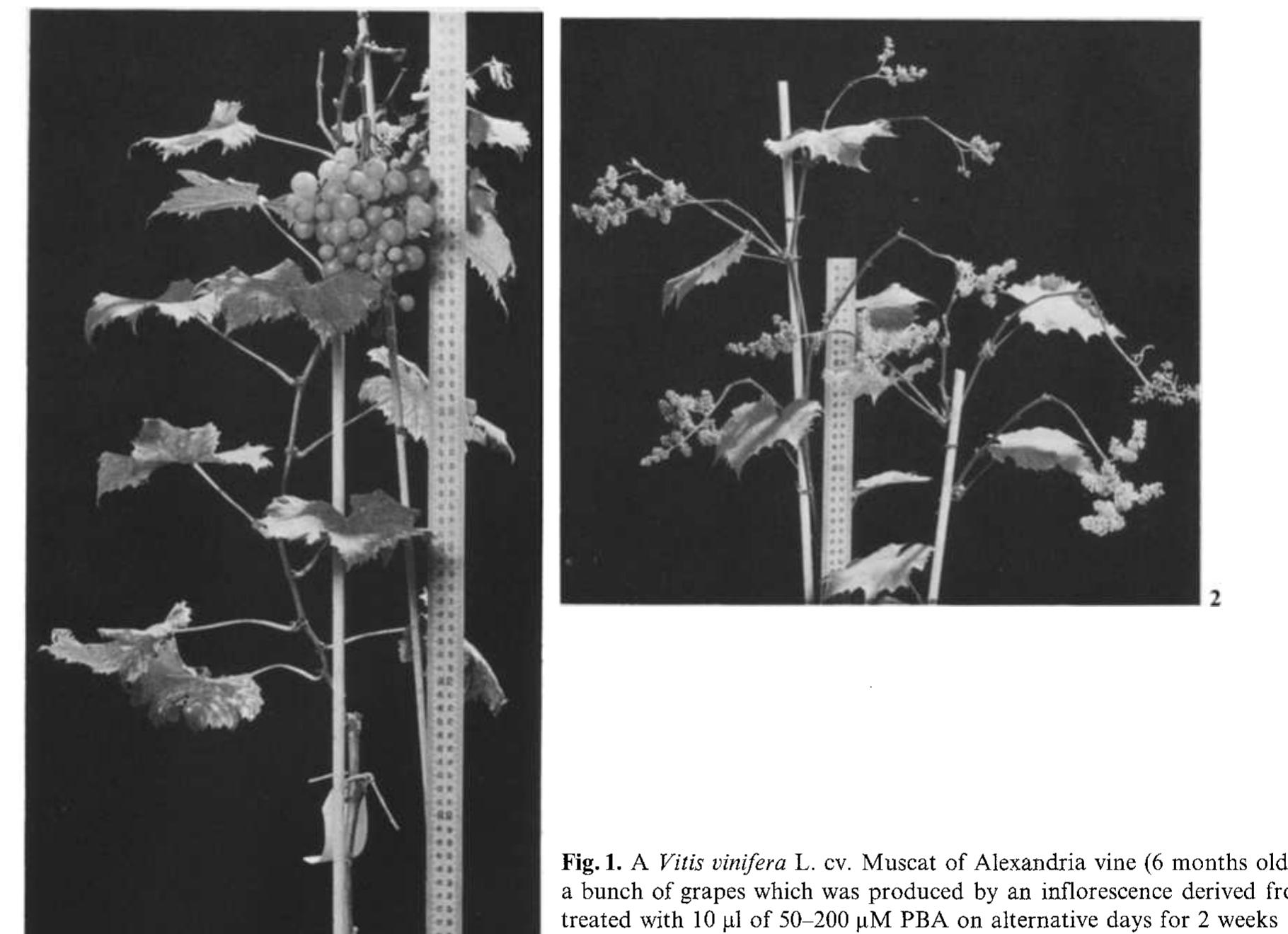 Formation of 12 inflorescences by tendrils of a