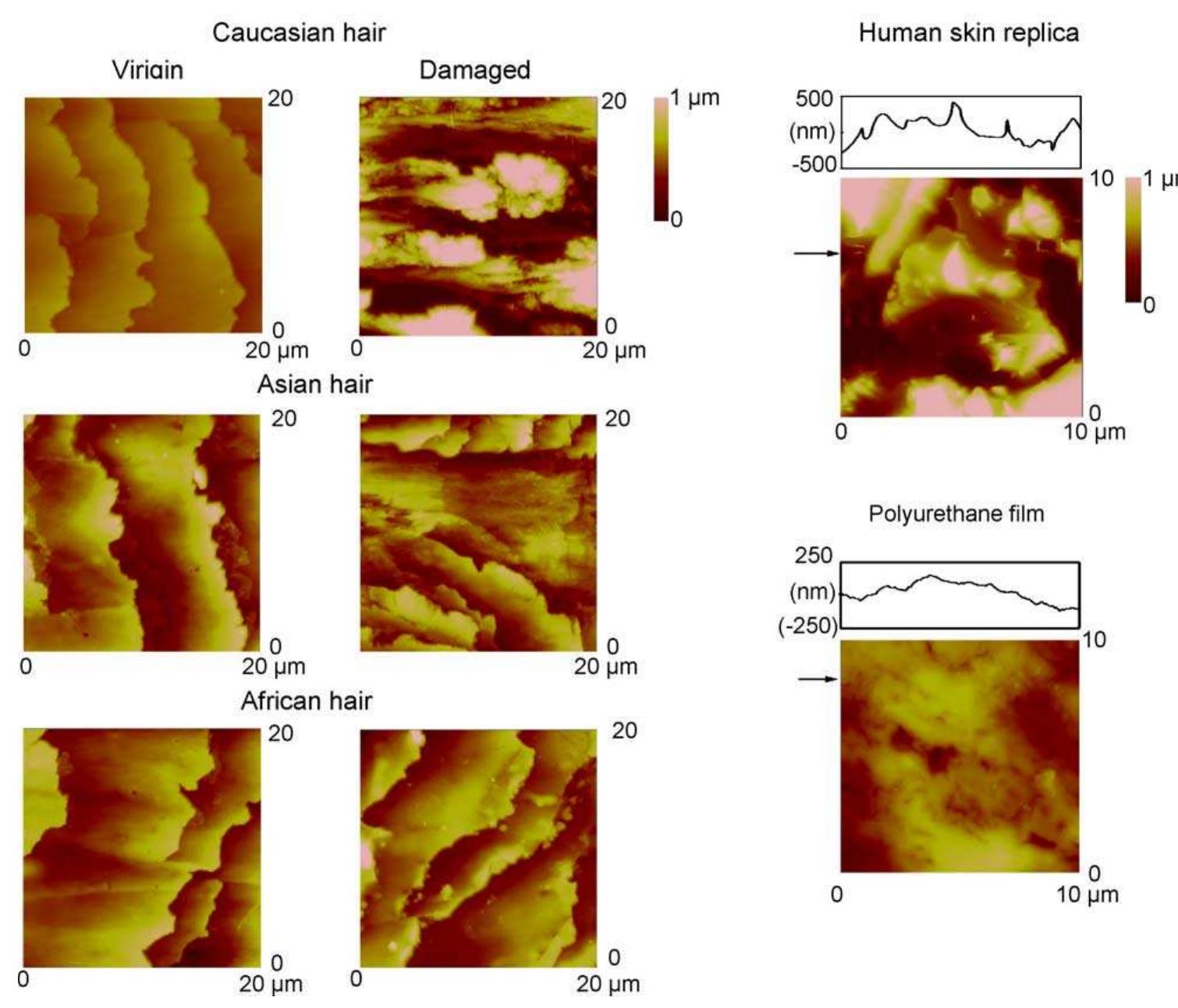 Afm topography of various hair, human skin replica and
