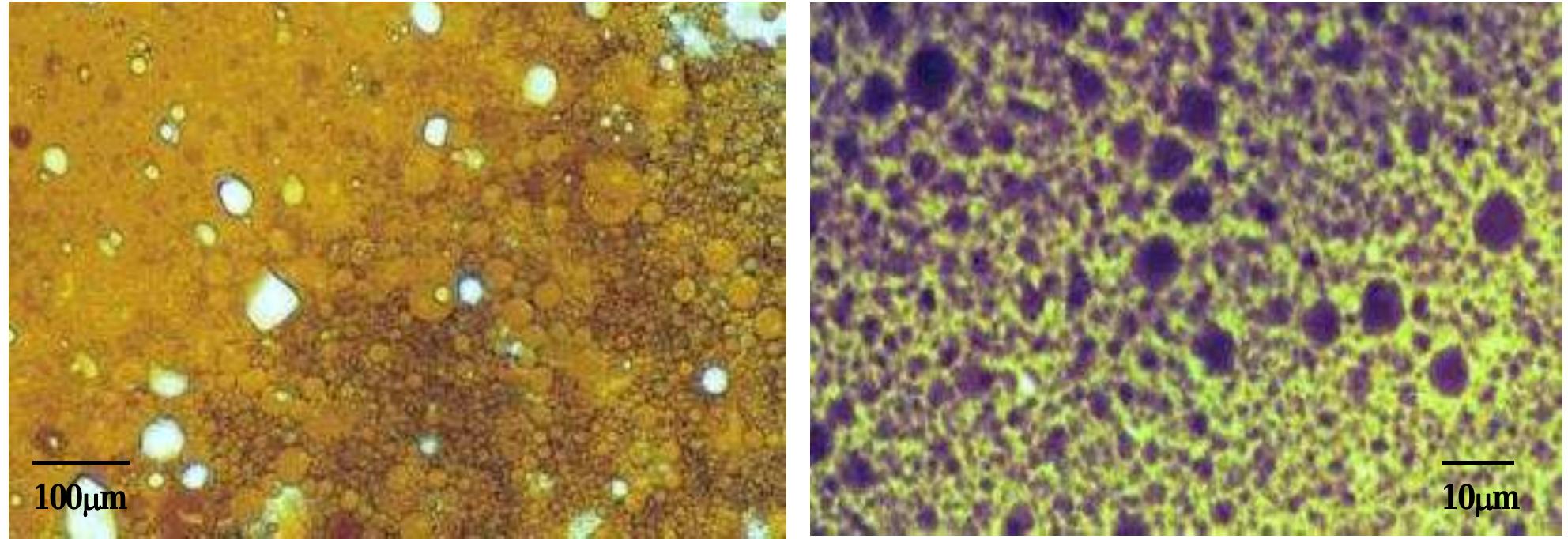 Photo 1a. photo-micrograph showing the early stages of the