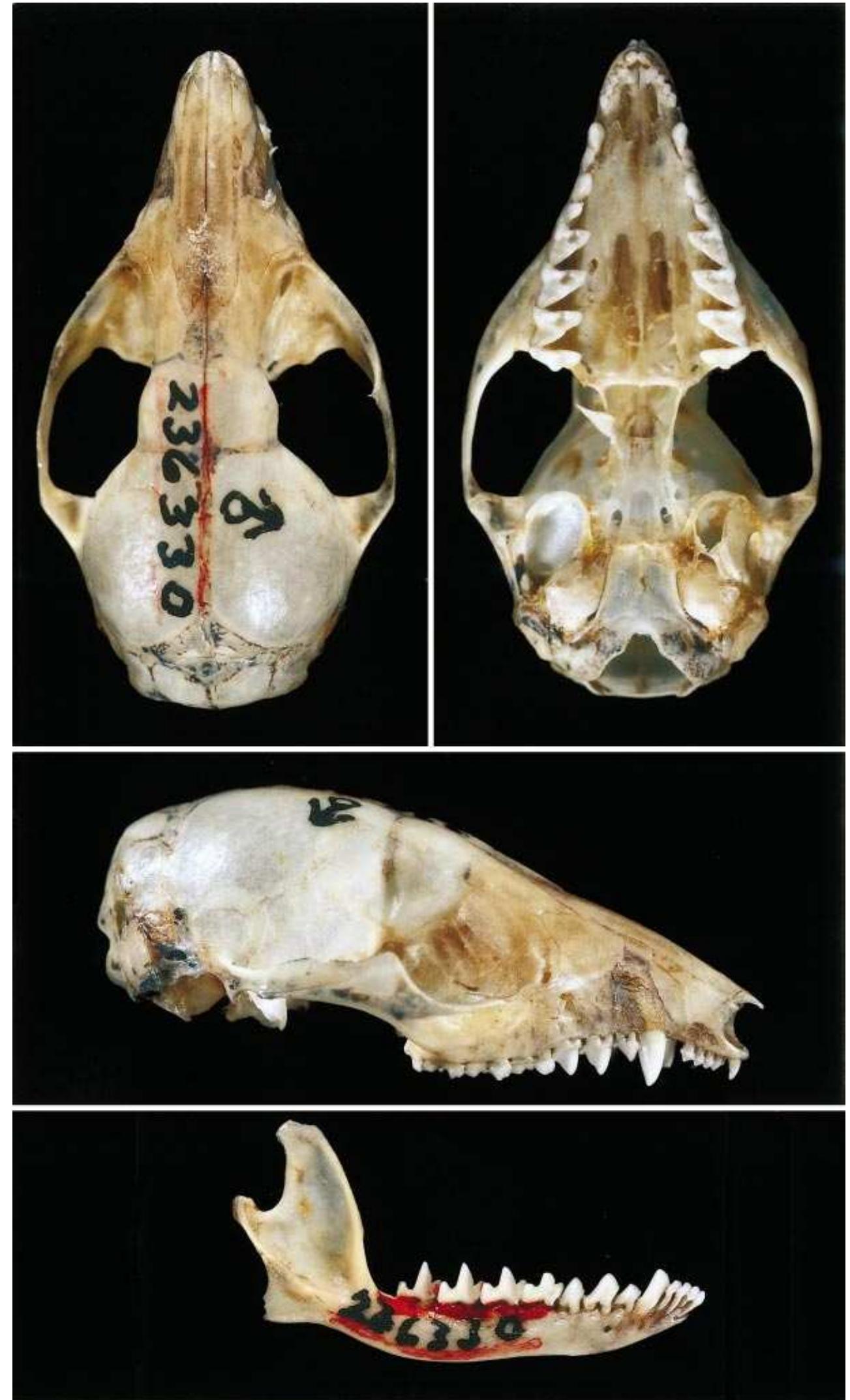 Dorsal, ventral, and lateral views of the skull of