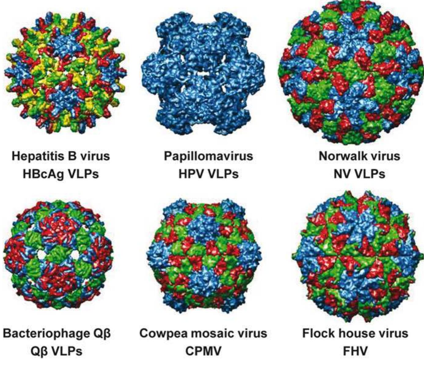 4 examples of viruses and vlps mentioned in this chapter