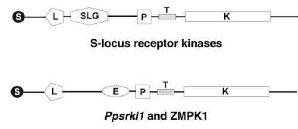 Figure 1 - from Characterization of an S-locus receptor