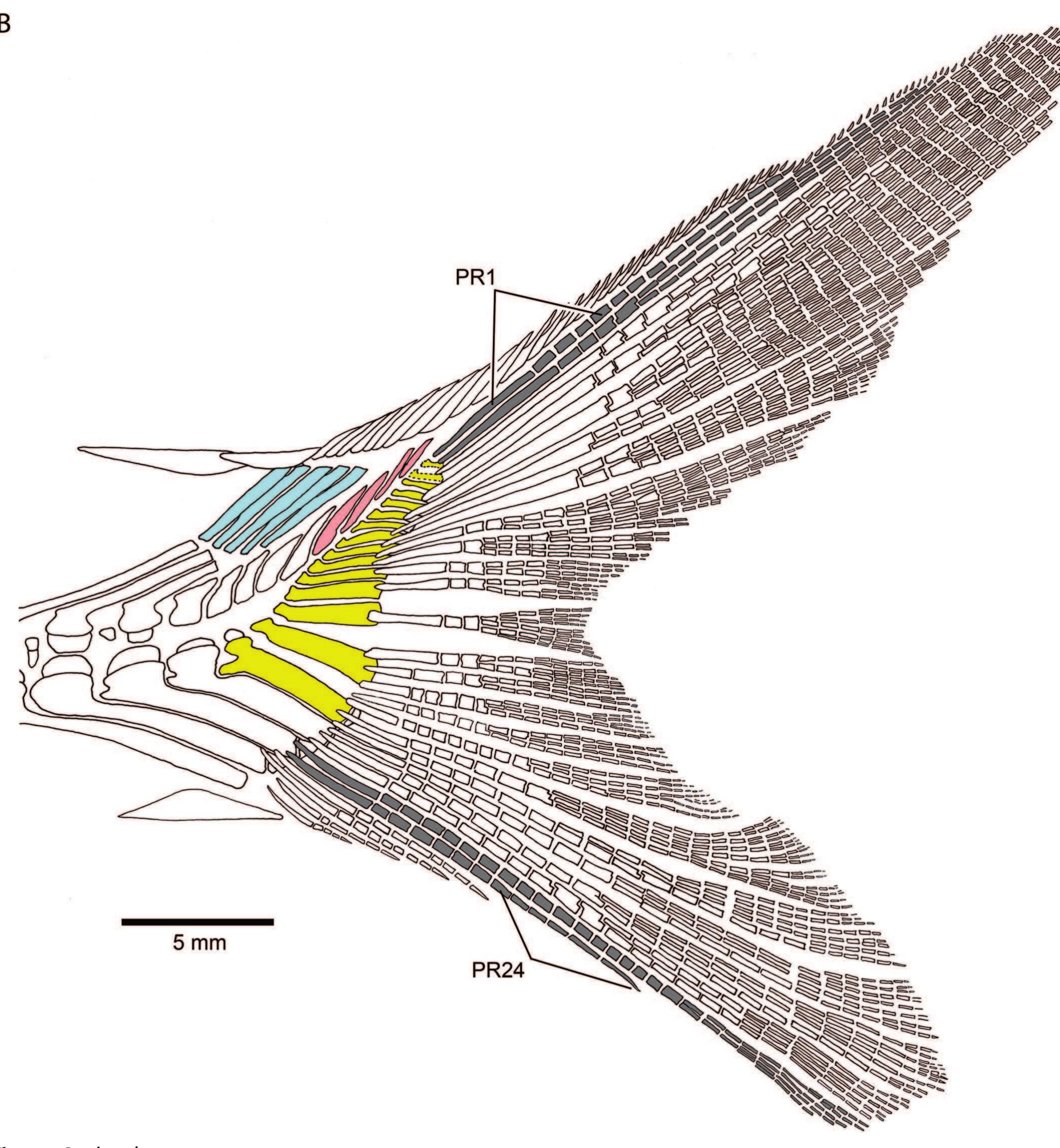 Skull roof bones, diplospondylous caudal vertebrae, absence