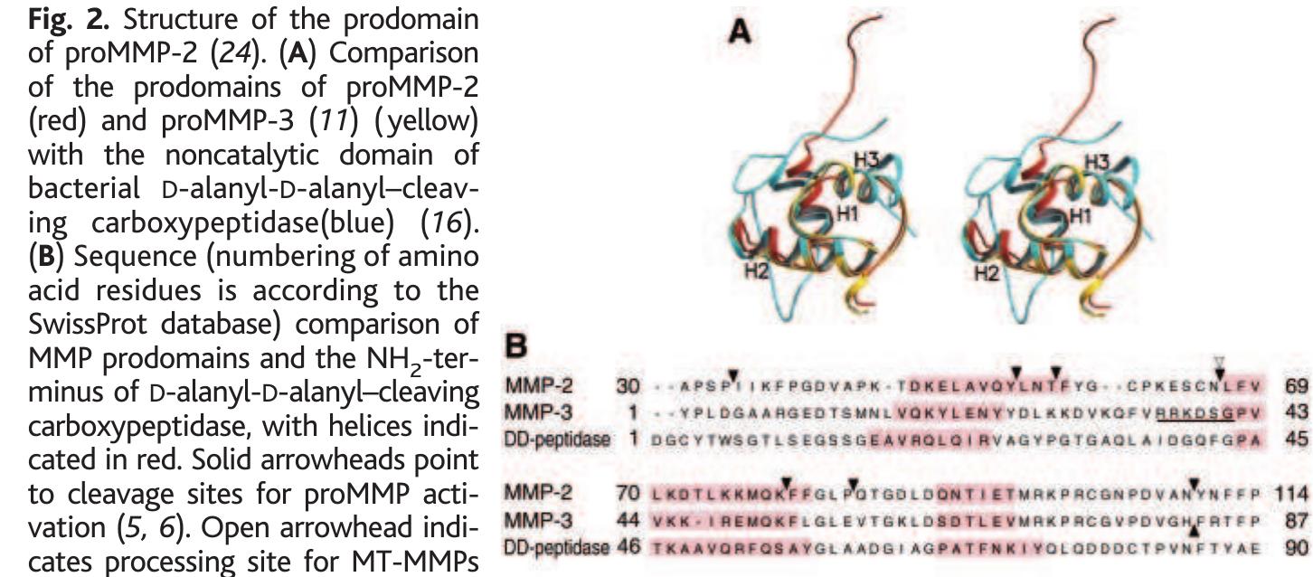 Here we report the crystal structure of the full-length