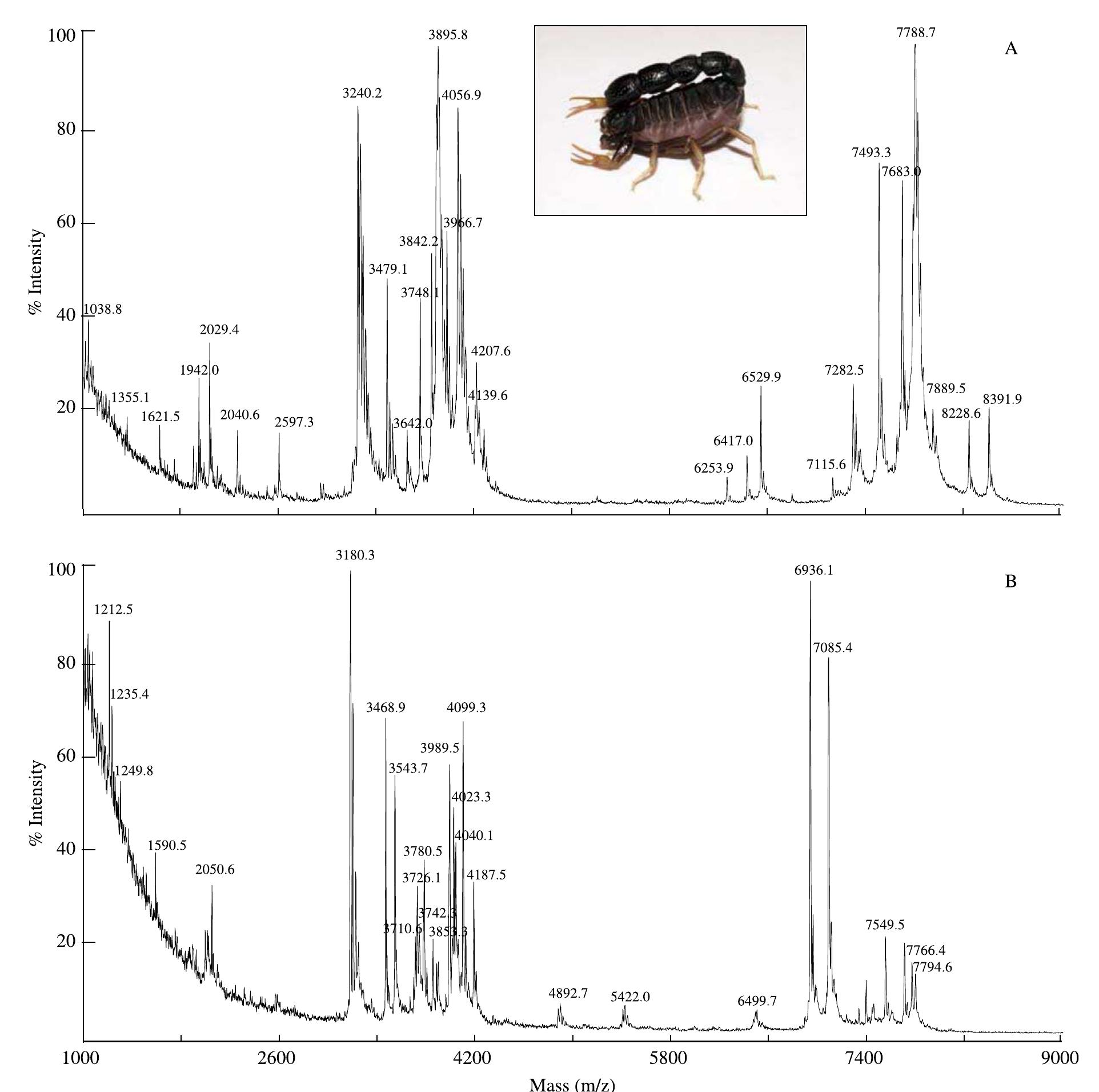 Maldi-tof-ms mass fingerprint of the scorpions orthochirus