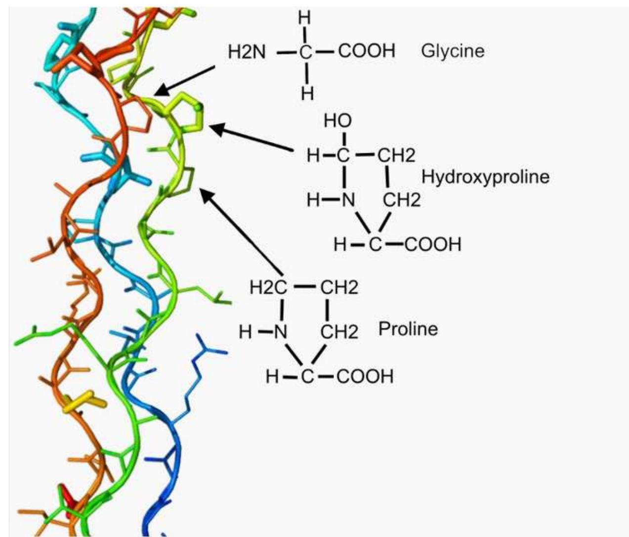 Collagen triple helix formation. bonds. collagen has high