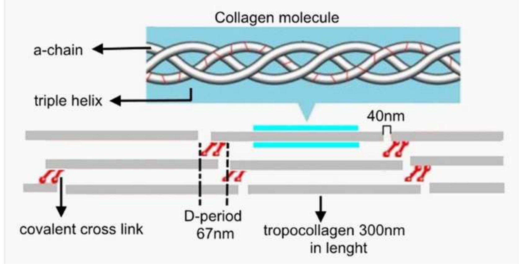 Figure 2 - Marine Collagen: Extraction and Applications
