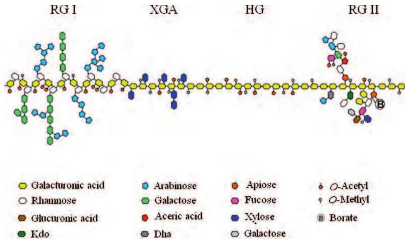 2 schematic structure of pectin. it is one of the most