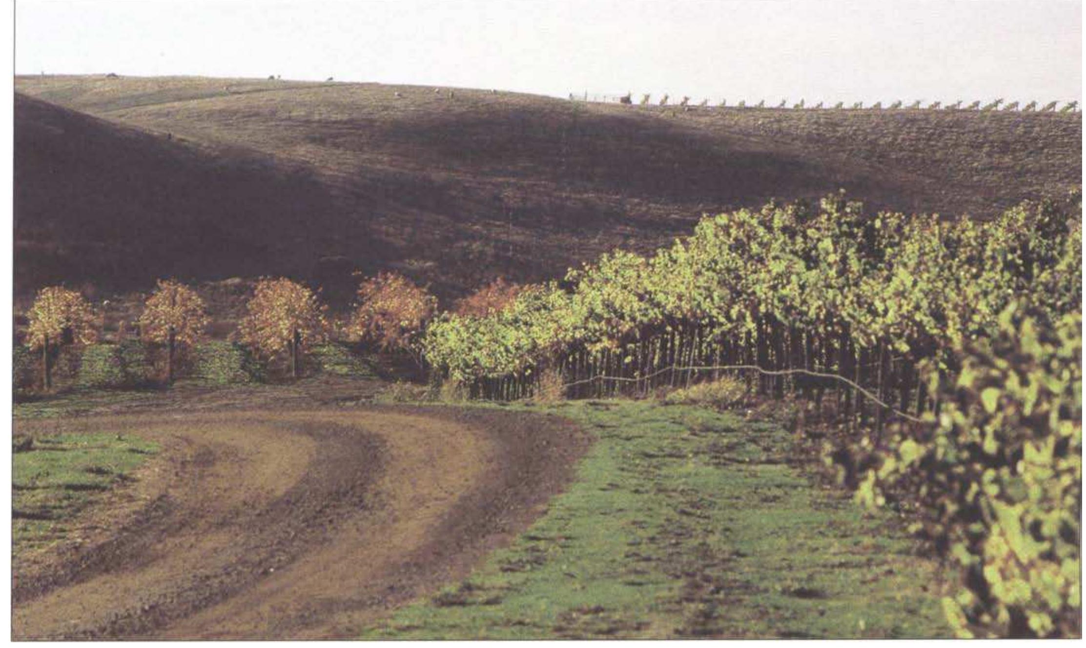 Figure 1 - Sampling program for grape mealybugs improves