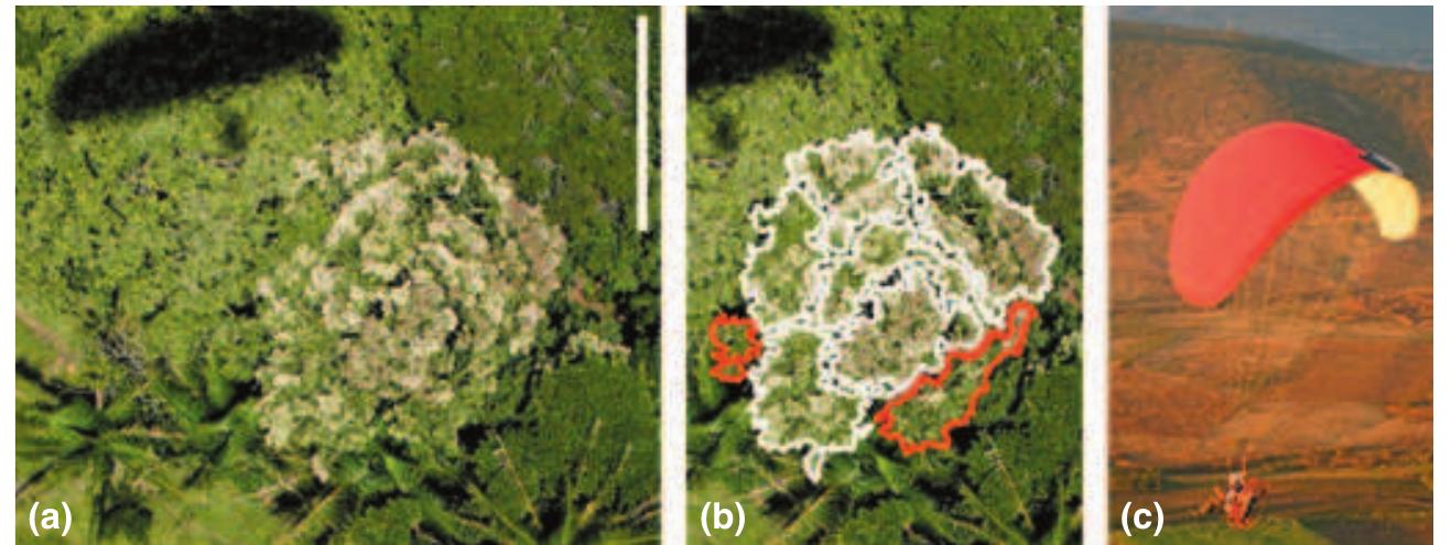 Tree crown mapping. (a) white-flowered tree at centre is