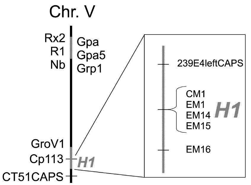 Schematic representation of chromosome v of potato, which