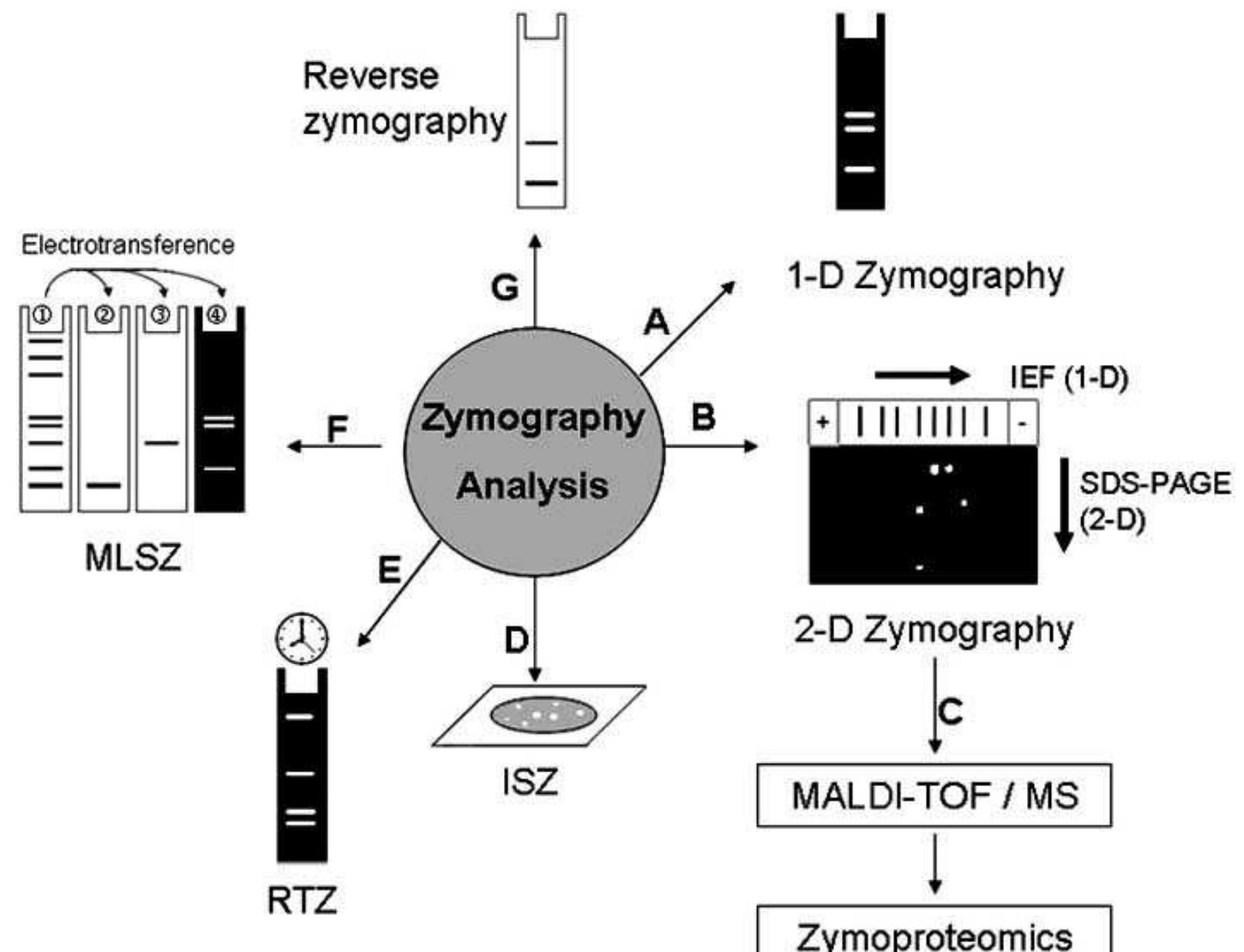 (1). schematic overview of some zymographic techniques. (a)