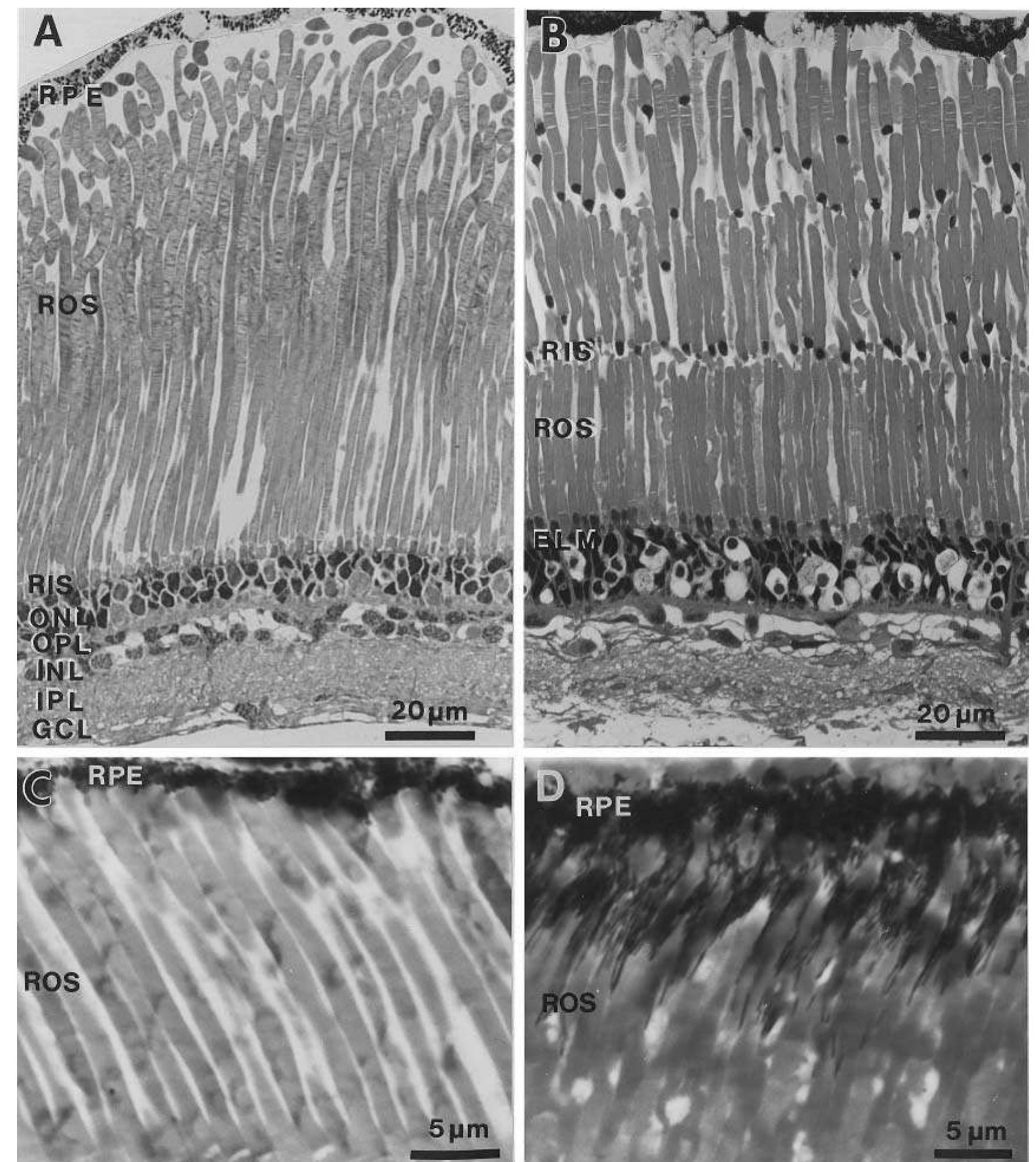 Light micrographs of radial sections (1 wm, stained with Light micrographs of radial sections (1 wm, stained with