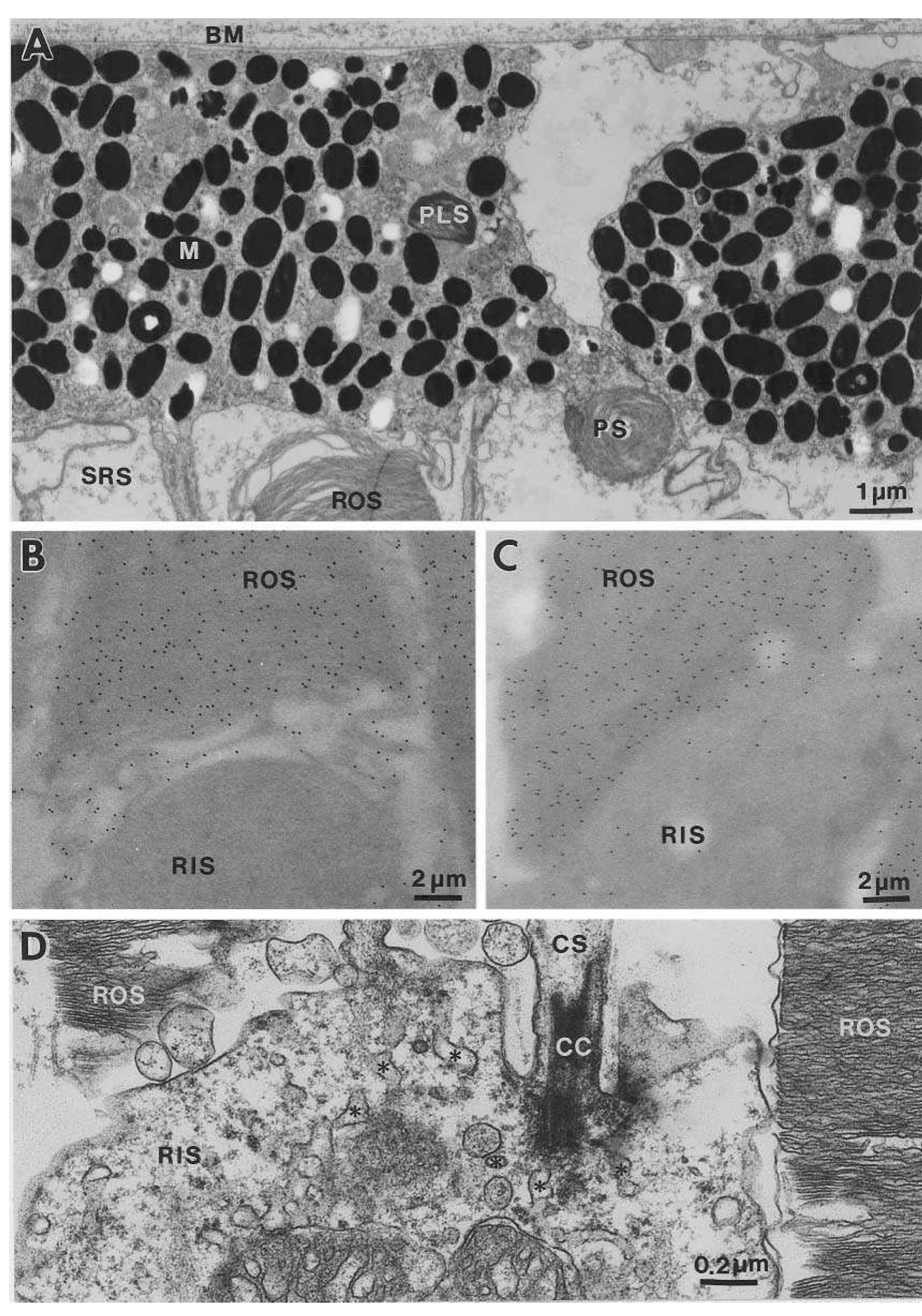 Figure 2 - from The eyes of deep-sea fish II. Functional